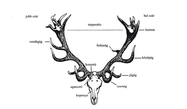 A gímszarvas trófea bírálata