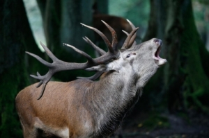 Szarvasbika vadászat