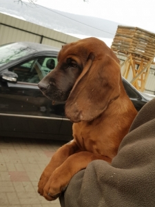 Bajor hegyi véreb
