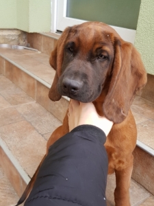 Bajor hegyi véreb