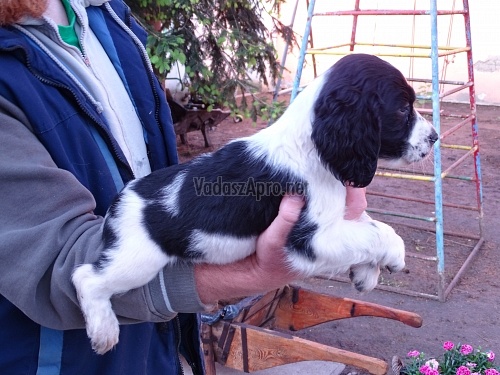 springer-spaniel1561094035.JPG