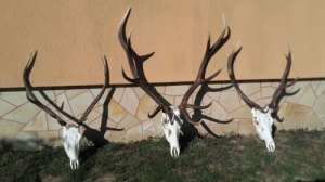 Szarvasbika vadászat