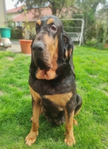 Angol véreb/vadászkutya