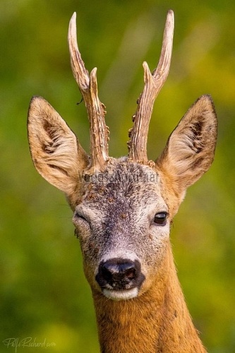 Keresek vadkár vagy duvad vadászatot