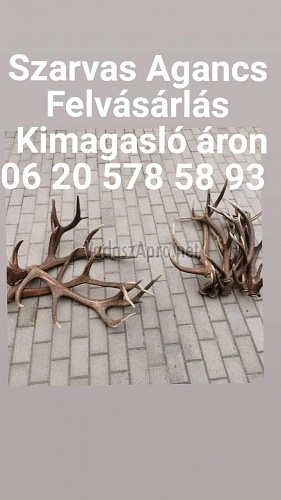 Szarvas agancs Felvásárlás 06205785893
