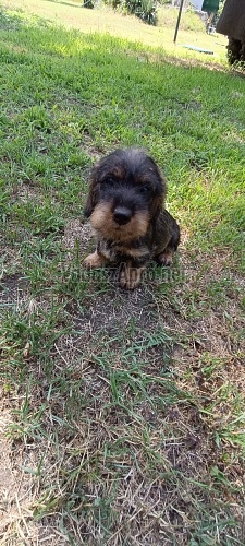 Szálkás szőrű tacskó