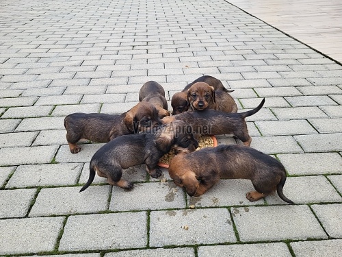 Szálkás tacsi kölykök