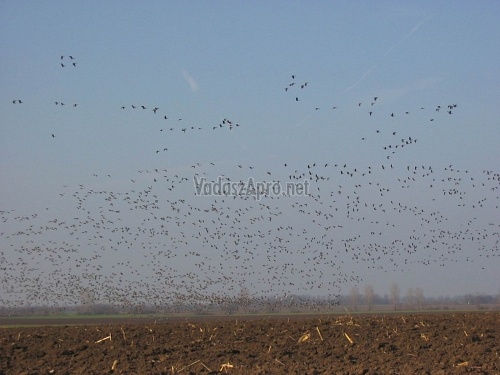 Vadászat